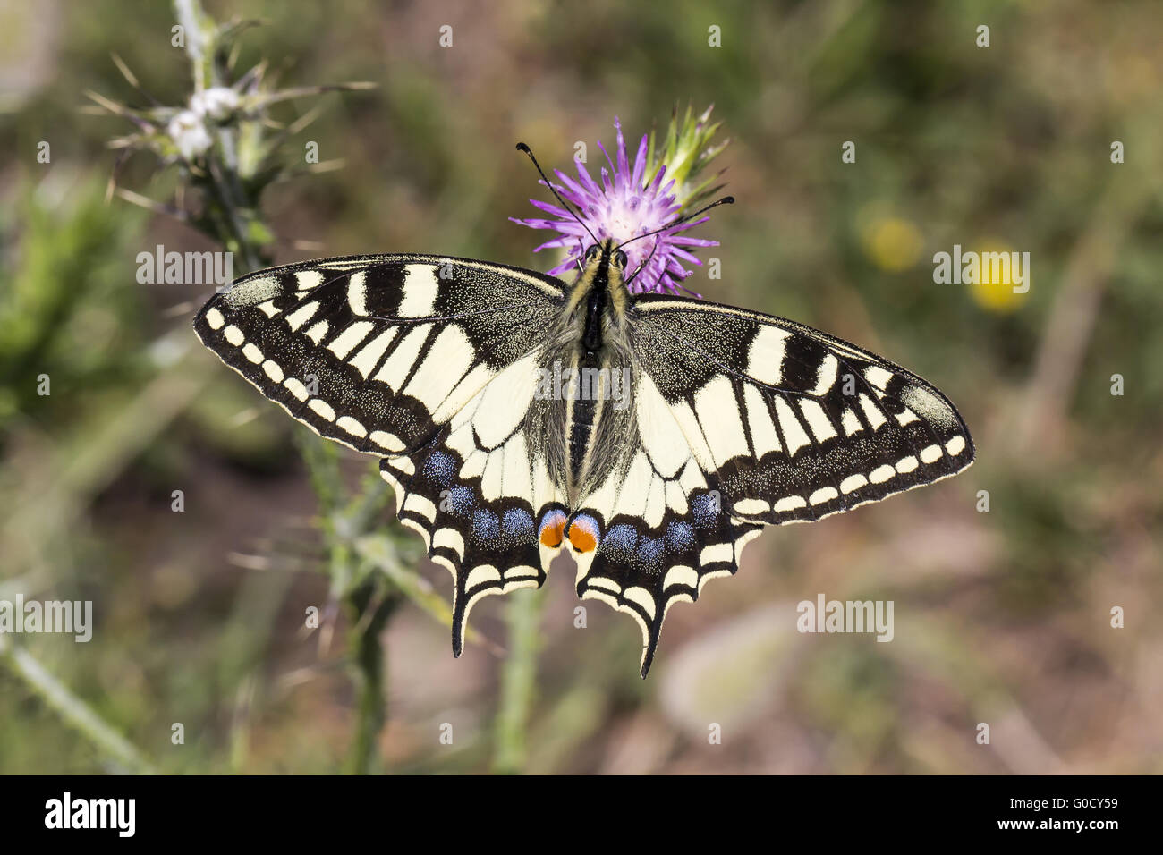 Papilio machaon, European Swallowtail from Italy Stock Photo - Alamy