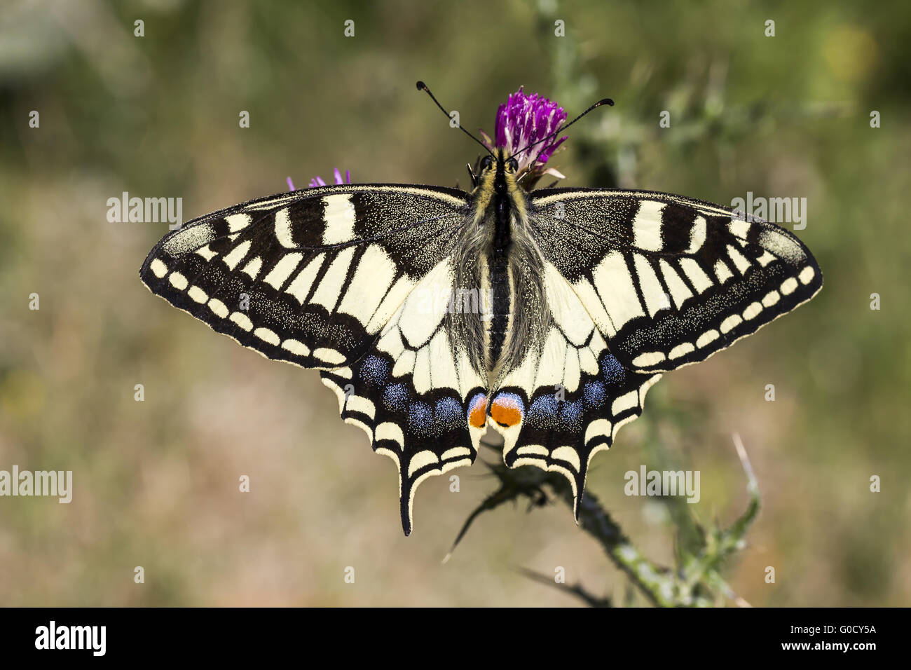 Papilio machaon, European Swallowtail from Italy Stock Photo - Alamy