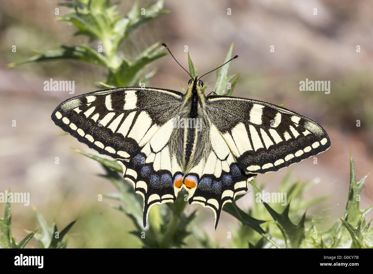 Papilio machaon, European Swallowtail from Italy Stock Photo - Alamy