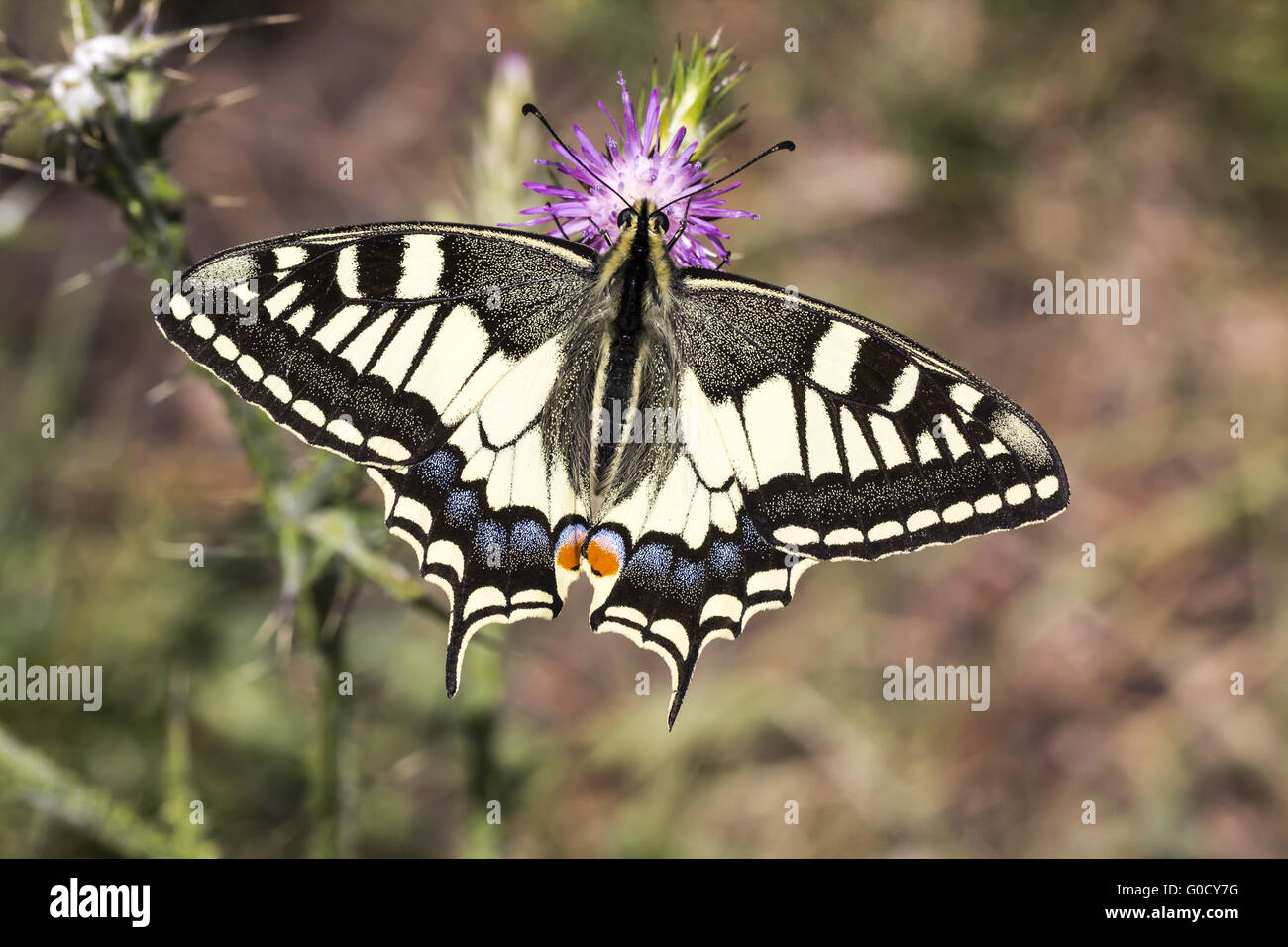 Papilio machaon, European Swallowtail from Italy Stock Photo - Alamy