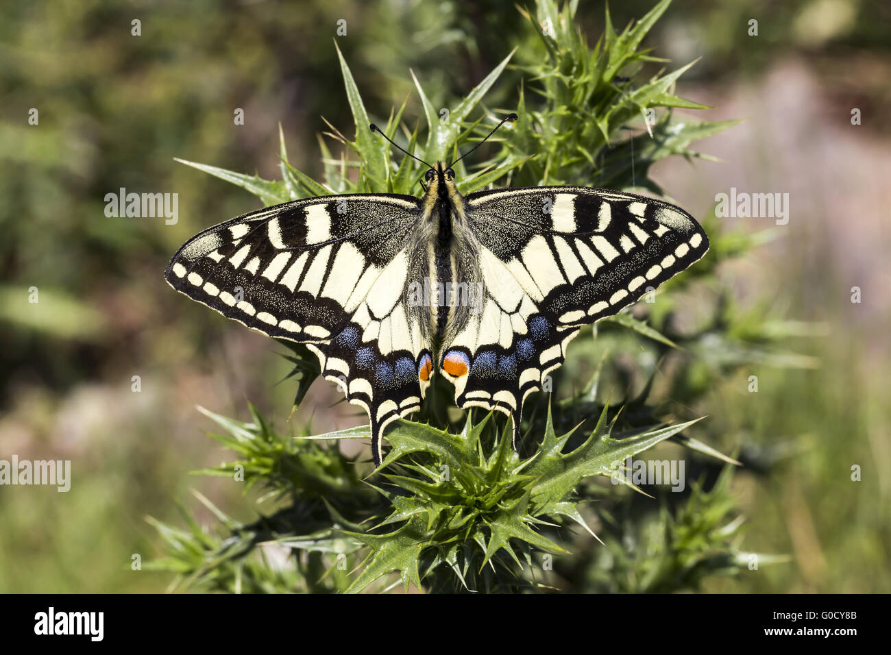 Papilio machaon, European Swallowtail from Italy Stock Photo - Alamy