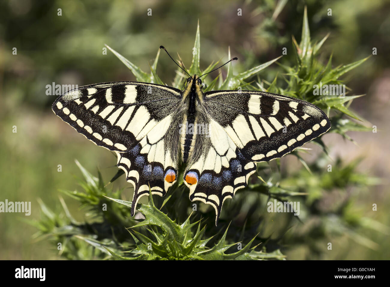 Papilio machaon, European Swallowtail from Italy Stock Photo - Alamy