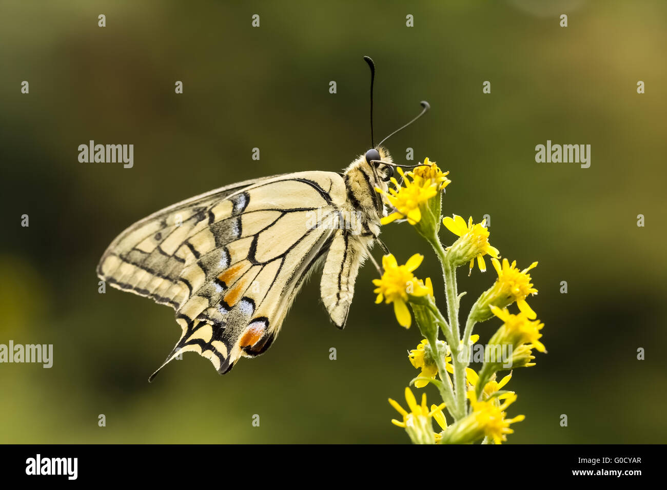 Papilio machaon, European Swallowtail from Germany Stock Photo - Alamy