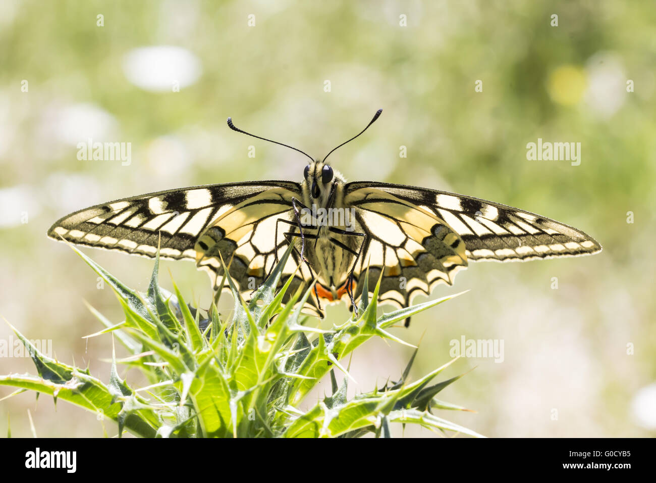 Papilio machaon, European Swallowtail from Germany Stock Photo - Alamy