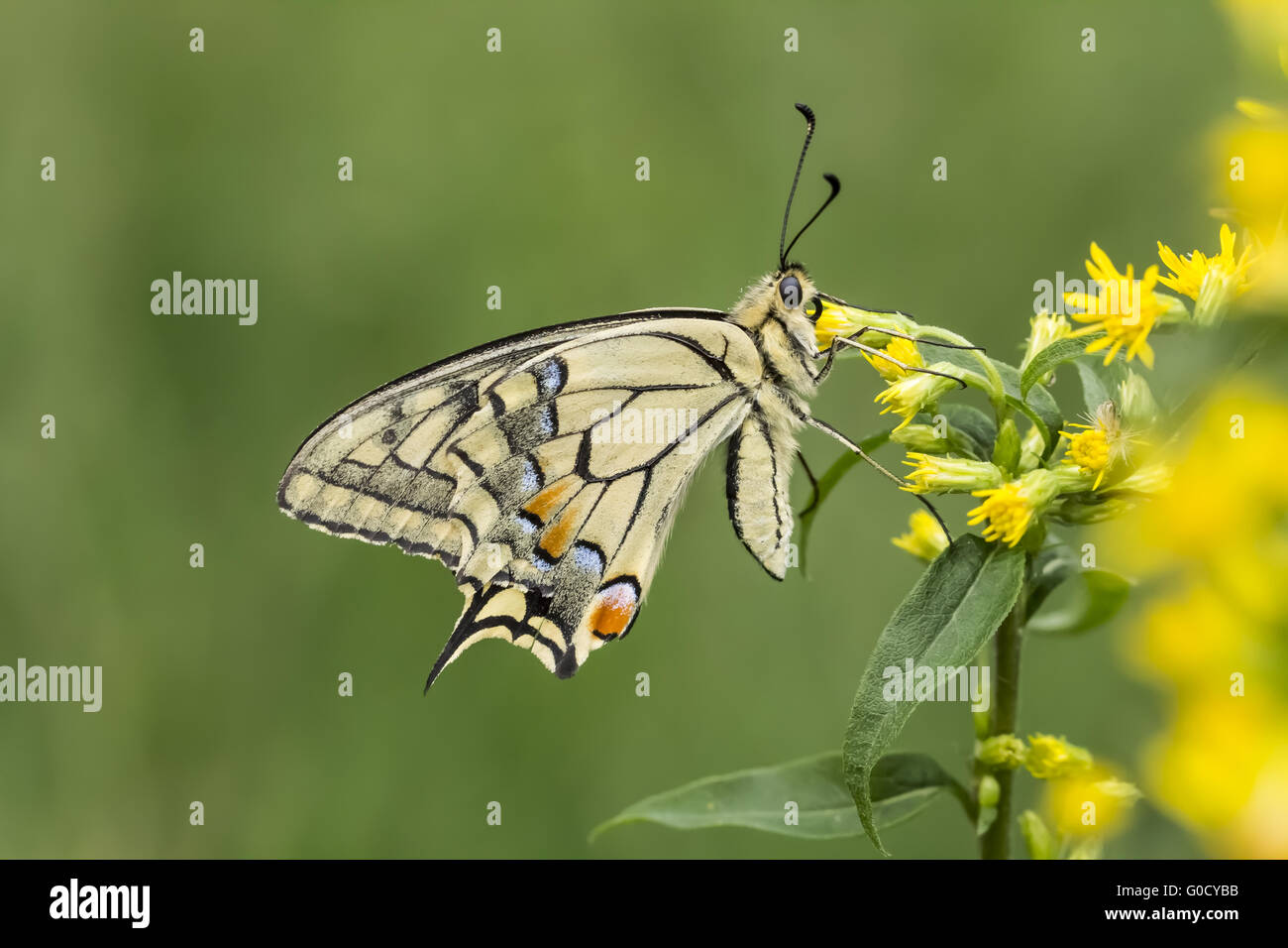 Papilio machaon, European Swallowtail from Germany Stock Photo - Alamy
