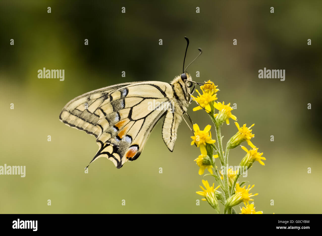 Papilio machaon, European Swallowtail from Germany Stock Photo - Alamy
