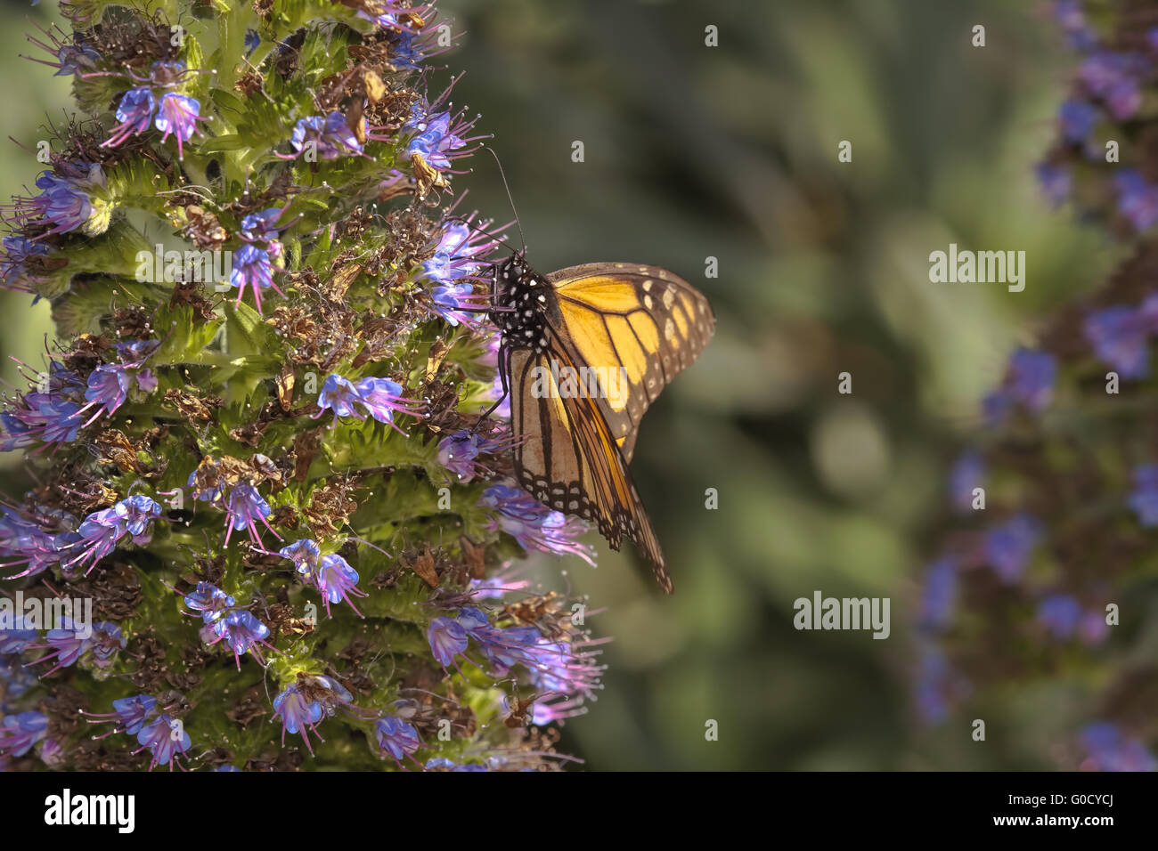 Gossamer wings hi-res stock photography and images - Alamy