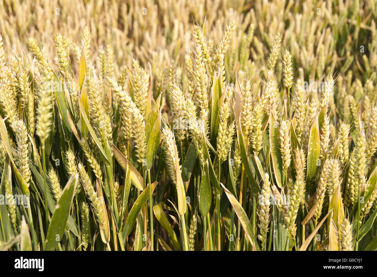 Detail of a Cornfield Stock Photo - Alamy