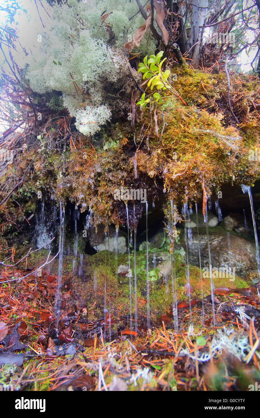 Fountain of tears - beautiful phenomenon of nature Stock Photo - Alamy