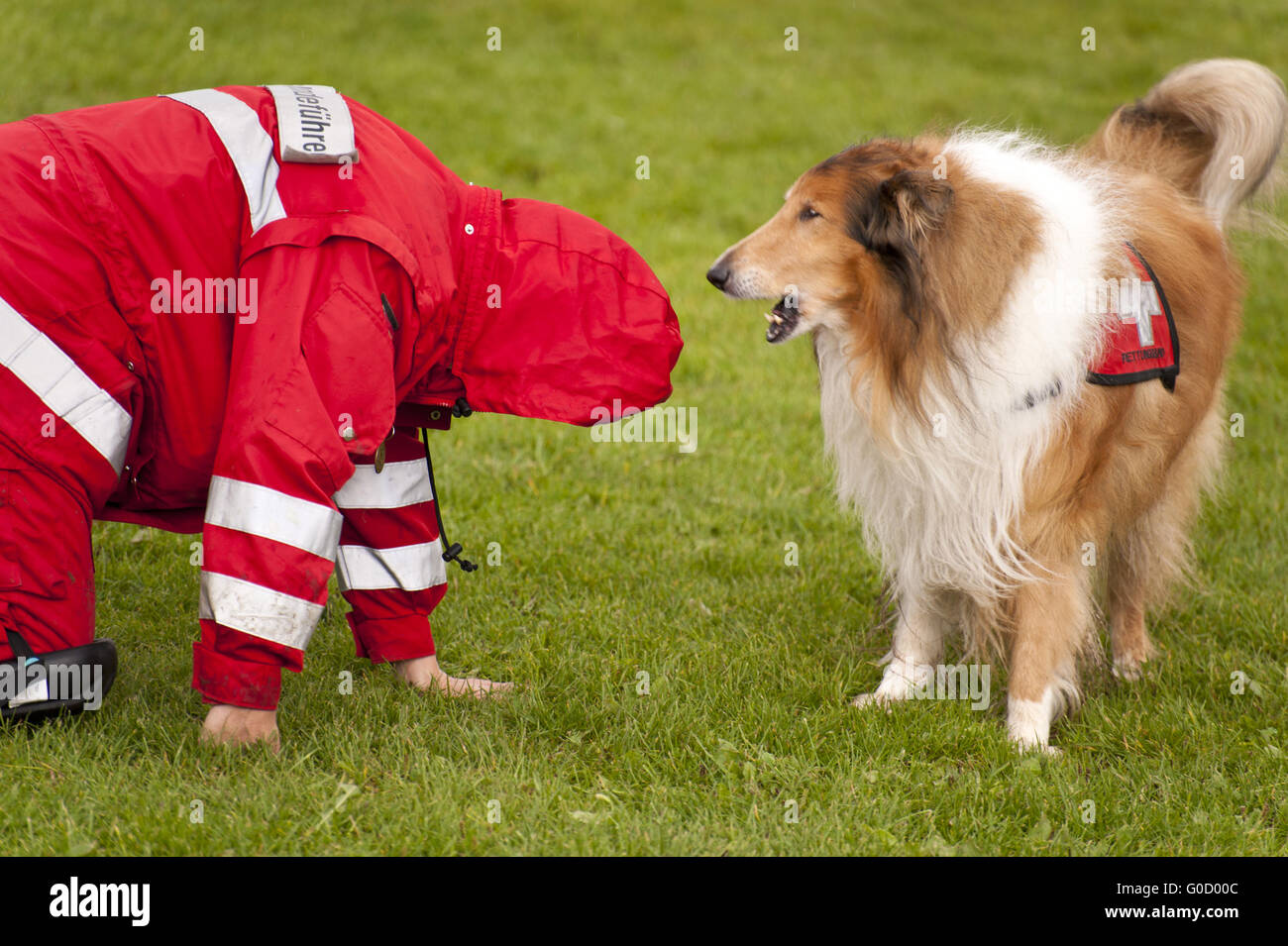 Fire rescue dogs hi-res stock photography and images - Alamy