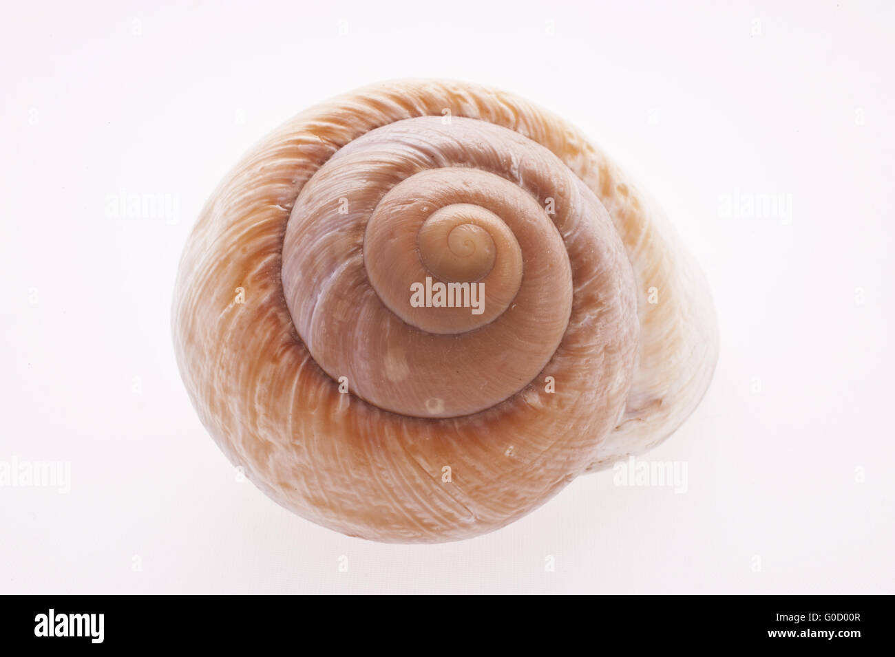 Struktur shell hi-res stock photography and images - Alamy