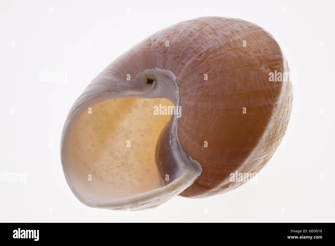 Struktur shell hi-res stock photography and images - Alamy