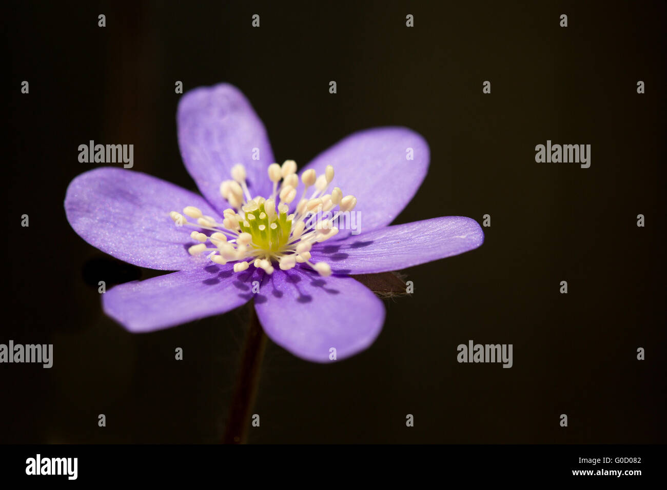 Leberblume hi-res stock photography and images - Alamy