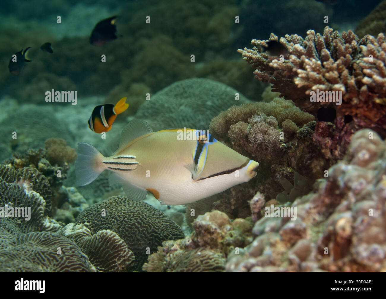 Picasso trigger hi-res stock photography and images - Alamy