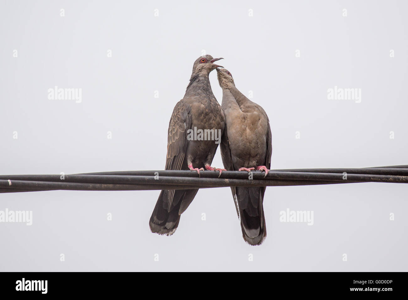 Love dove hi-res stock photography and images - Alamy