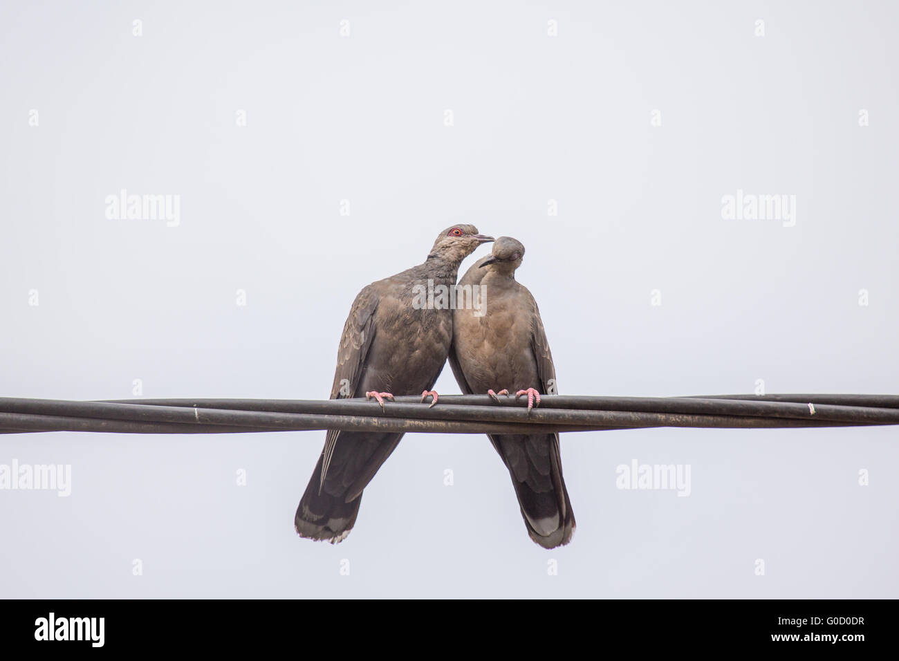 Two turtle doves hi-res stock photography and images - Alamy