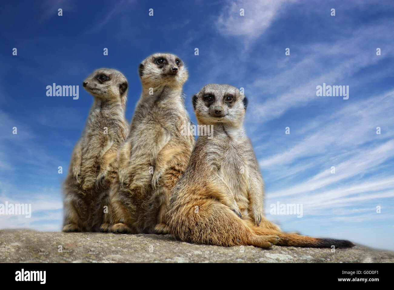 Suricate sitting hi-res stock photography and images - Alamy