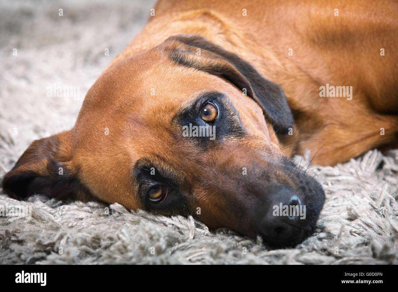 Rhodesian ridgeback male dog portrait hi-res stock photography and ...