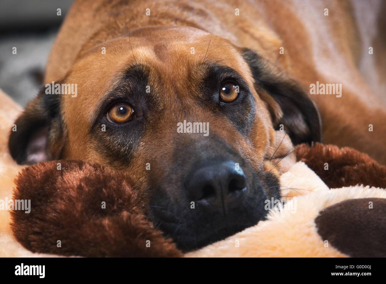 Rhodesian ridgeback africa hi-res stock photography and images - Alamy