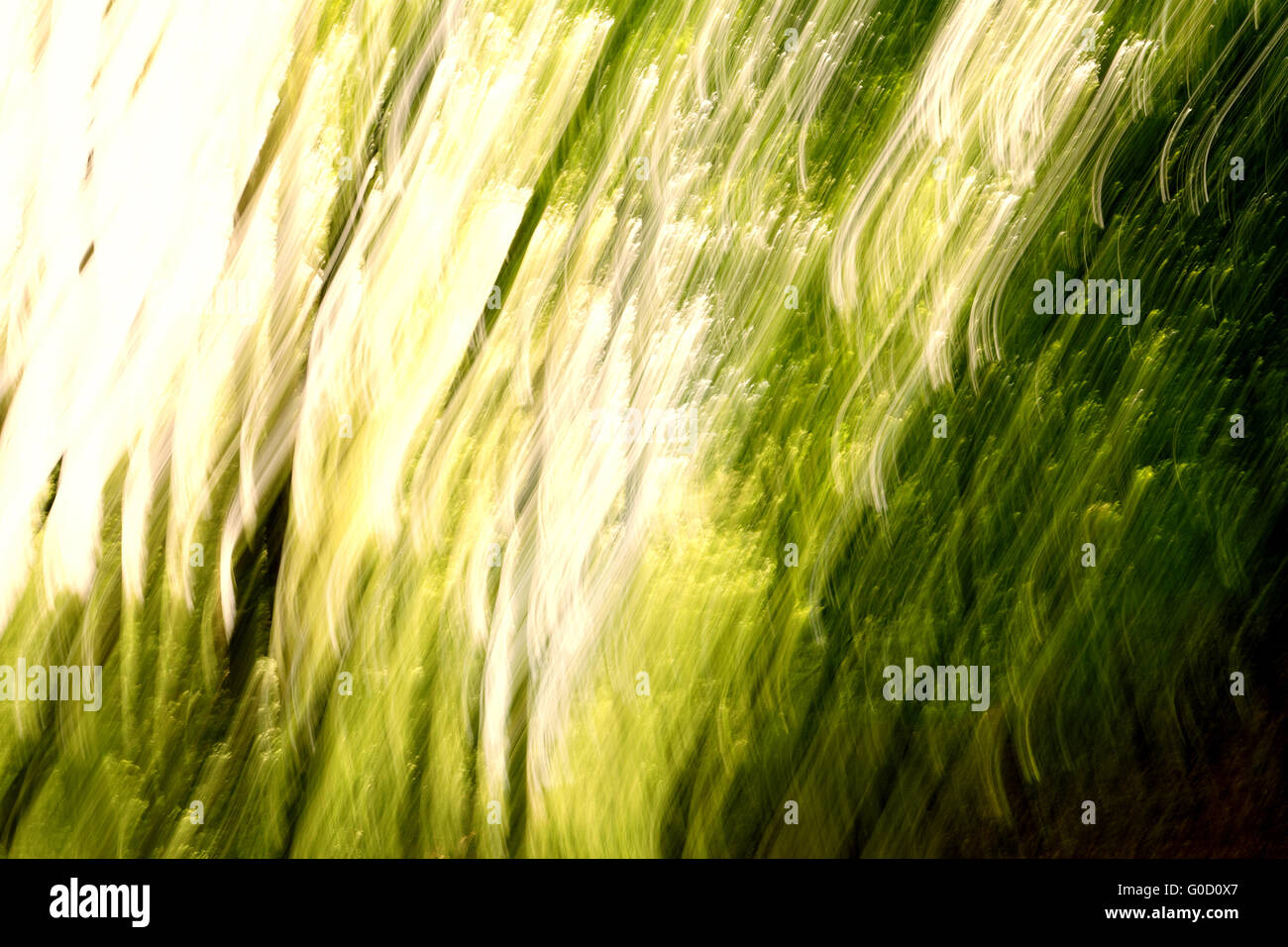 Abstract motion blur of trees in a forest Stock Photo - Alamy