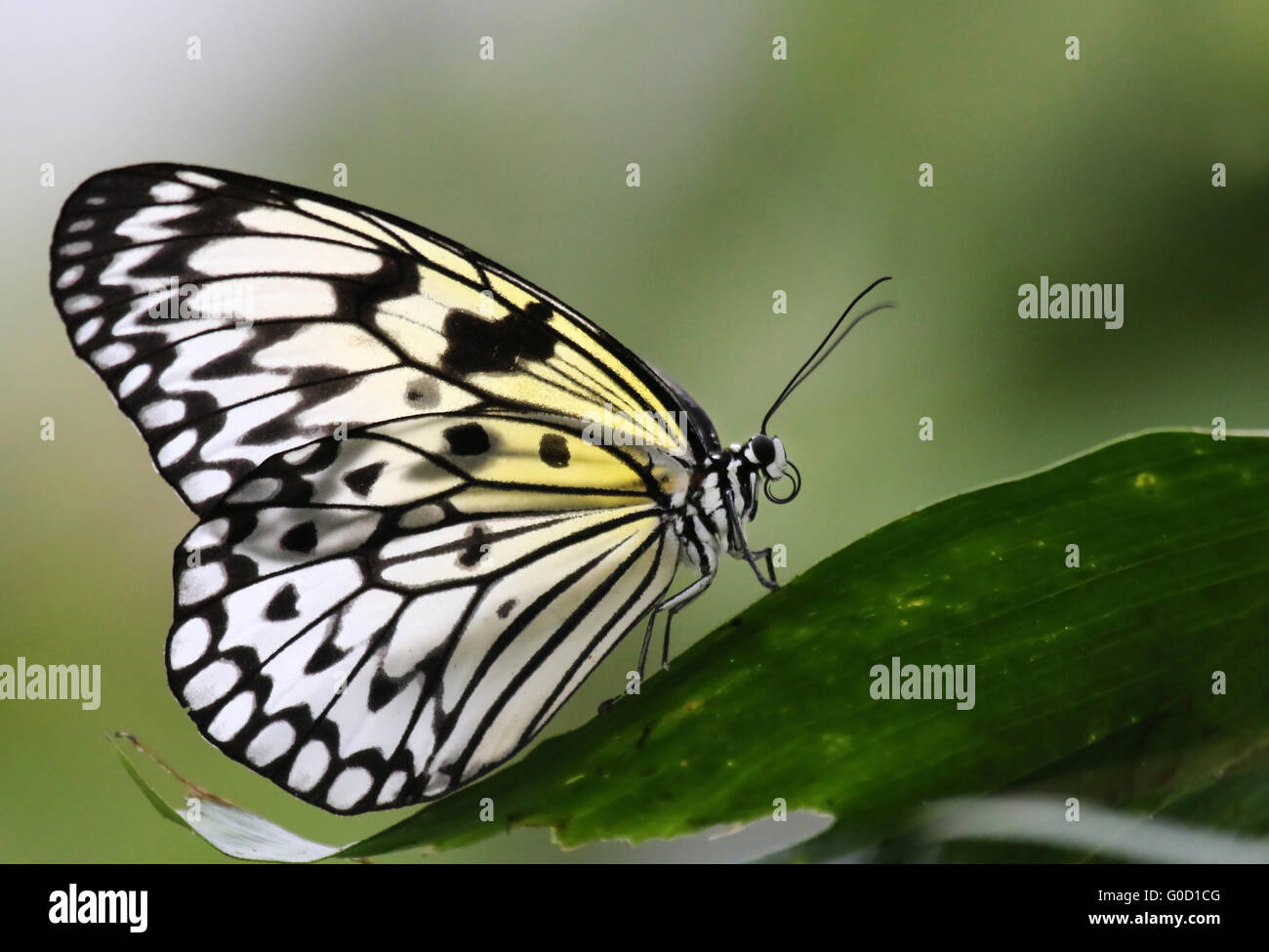 Dryad or tree nymph with her tree hi-res stock photography and images ...