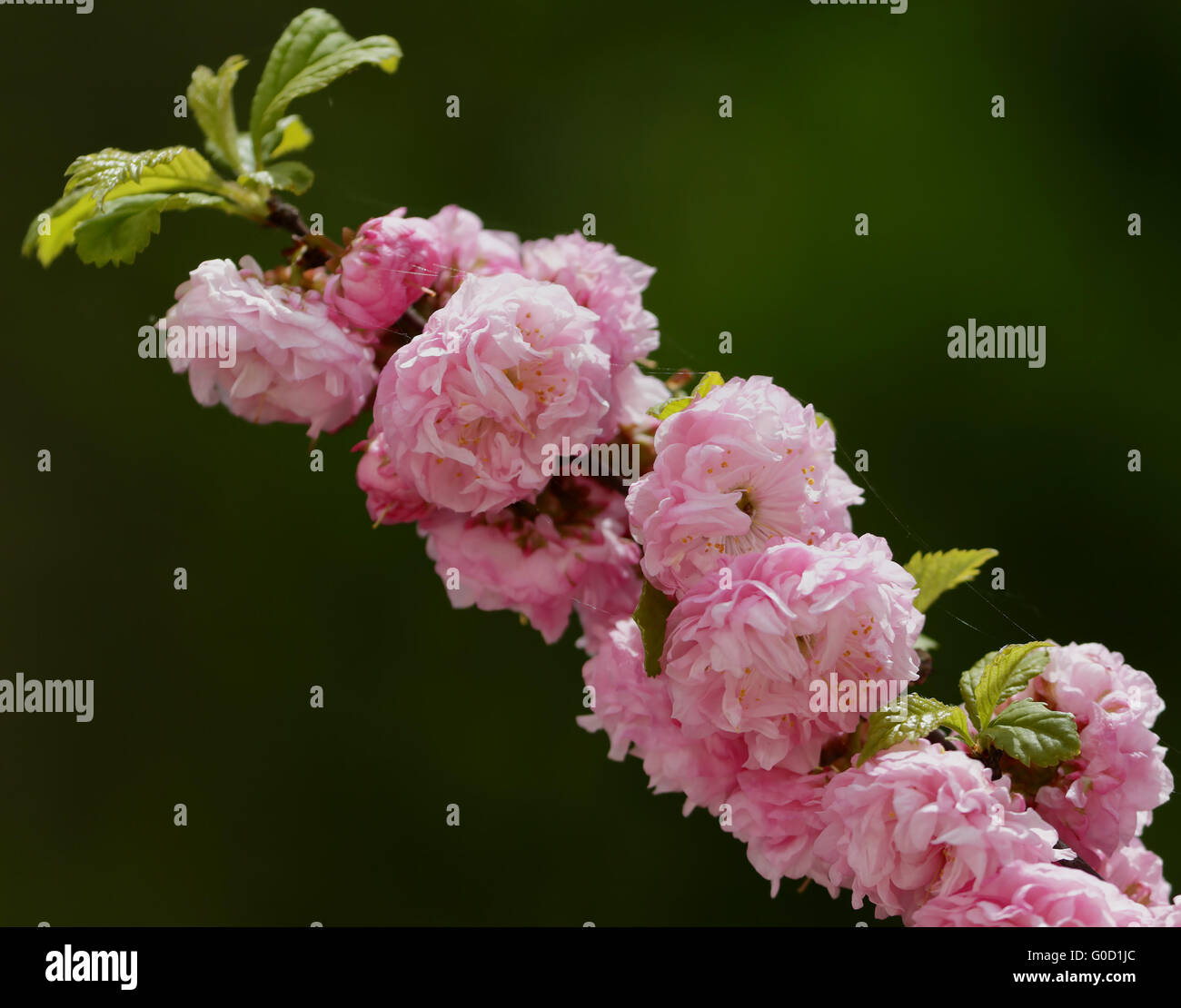 Damask rose hi-res stock photography and images - Alamy