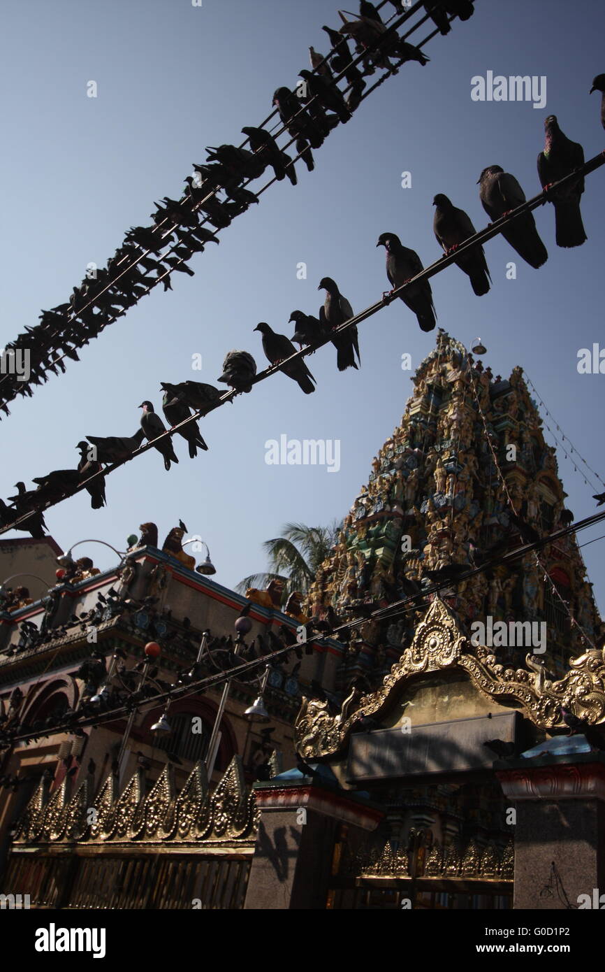 Rangoon and temple and birds hi-res stock photography and images - Alamy