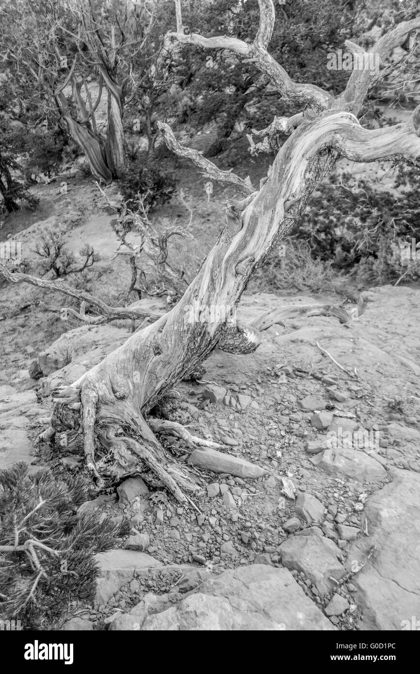 Ancient juniper Black and White Stock Photos & Images - Alamy