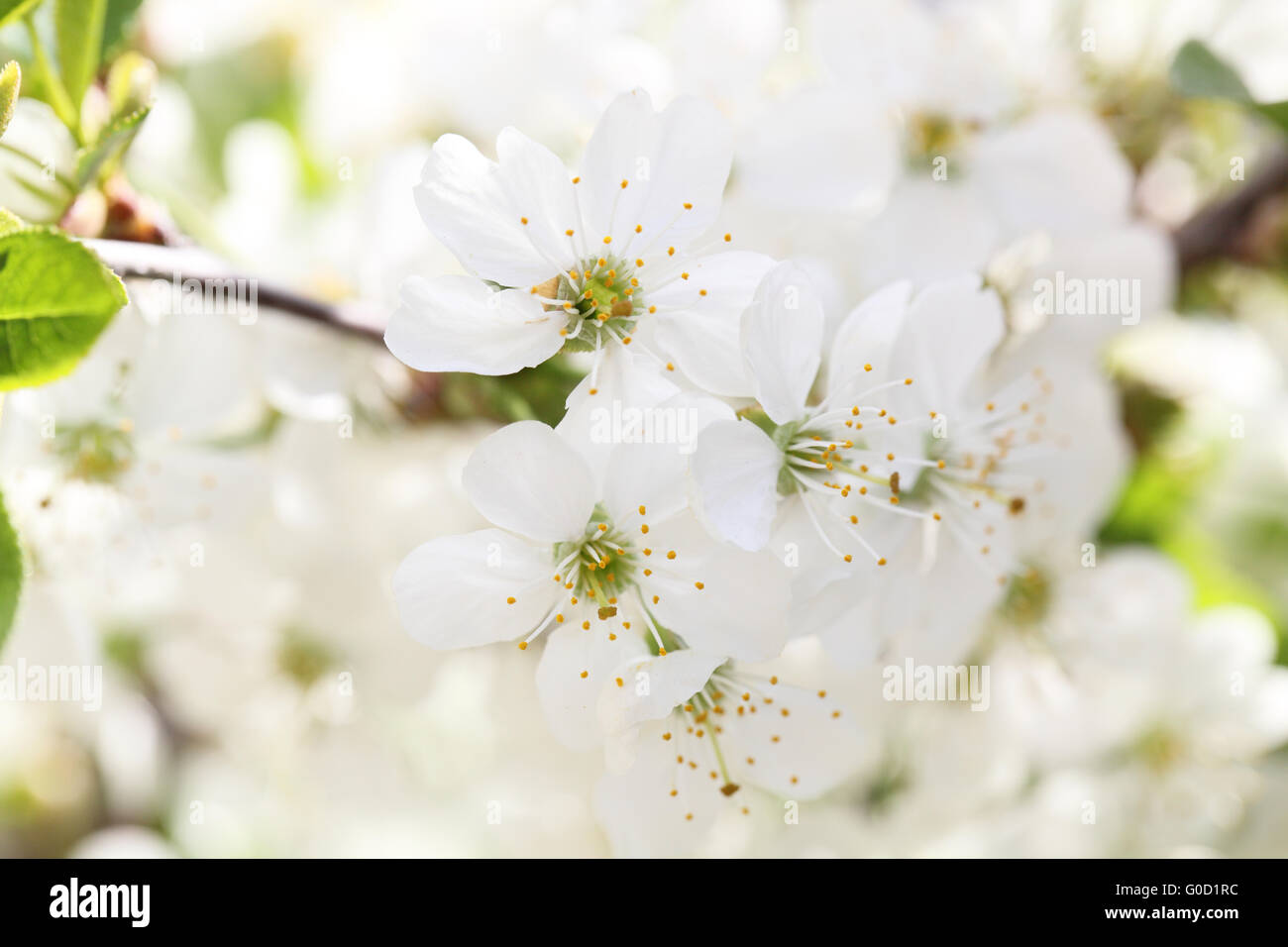 Cherry plant growth hi-res stock photography and images - Alamy