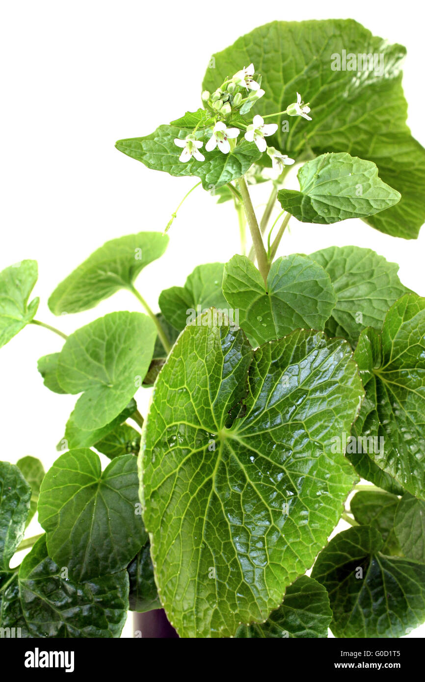 fresh wasabi leaves with blossoms Stock Photo - Alamy