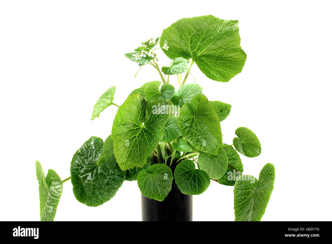 Wasabi plant hi-res stock photography and images - Alamy
