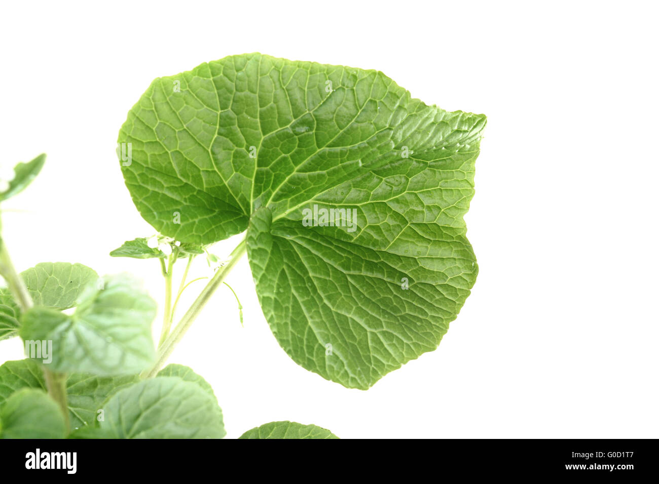 Cooking projects hi-res stock photography and images - Alamy