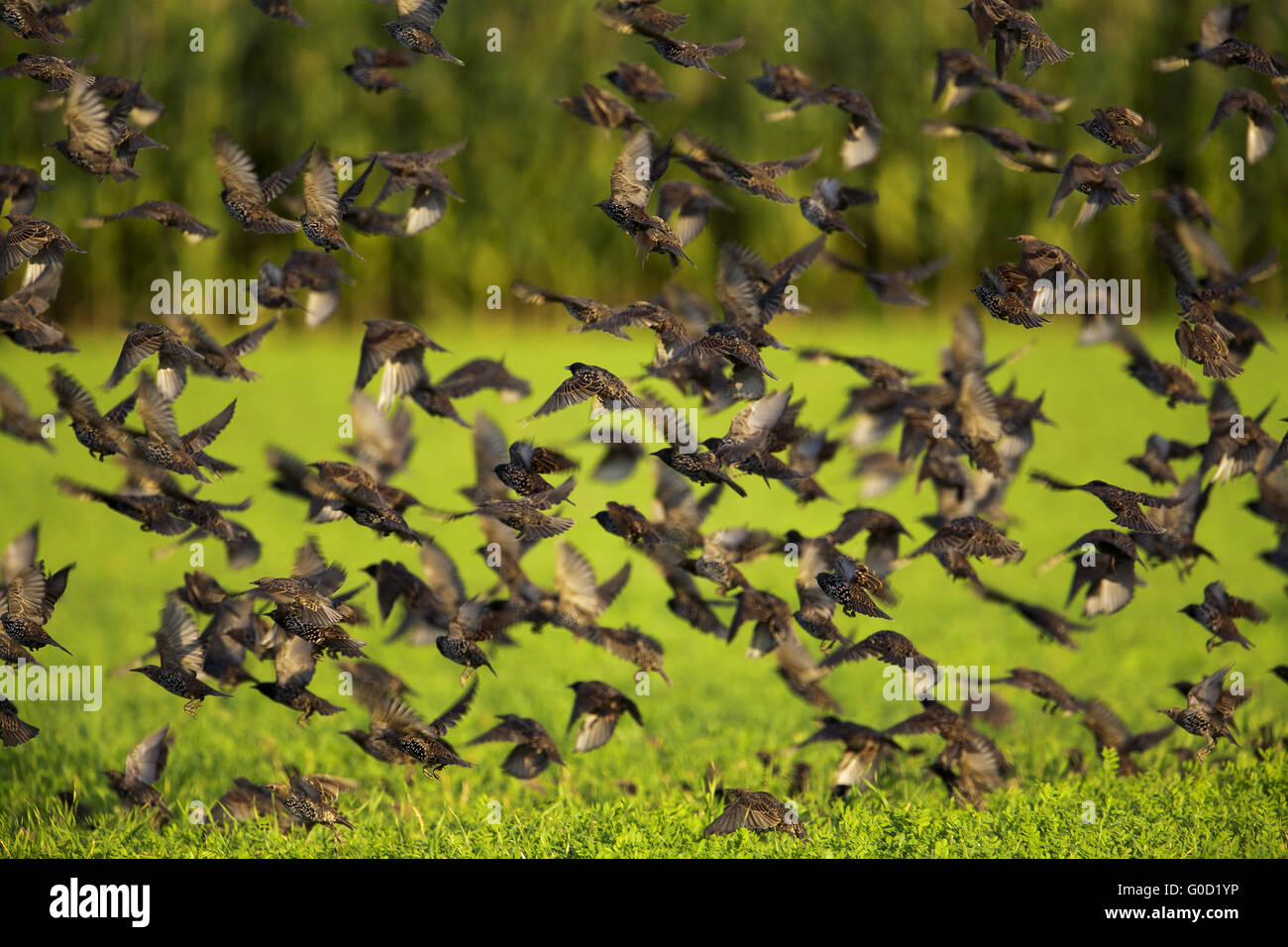 Animals starlings hi-res stock photography and images - Alamy
