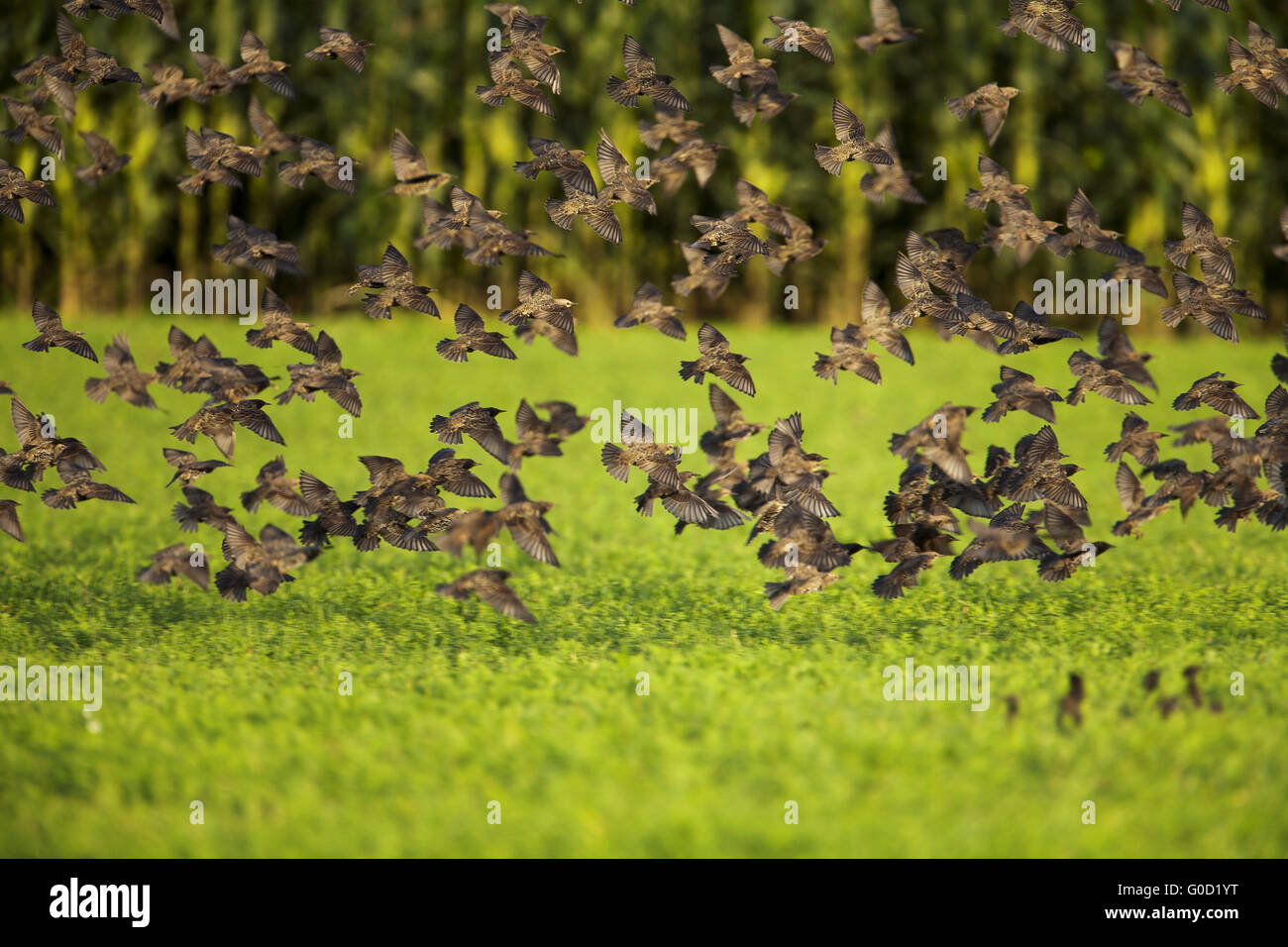 Flight of starlings hi-res stock photography and images - Alamy