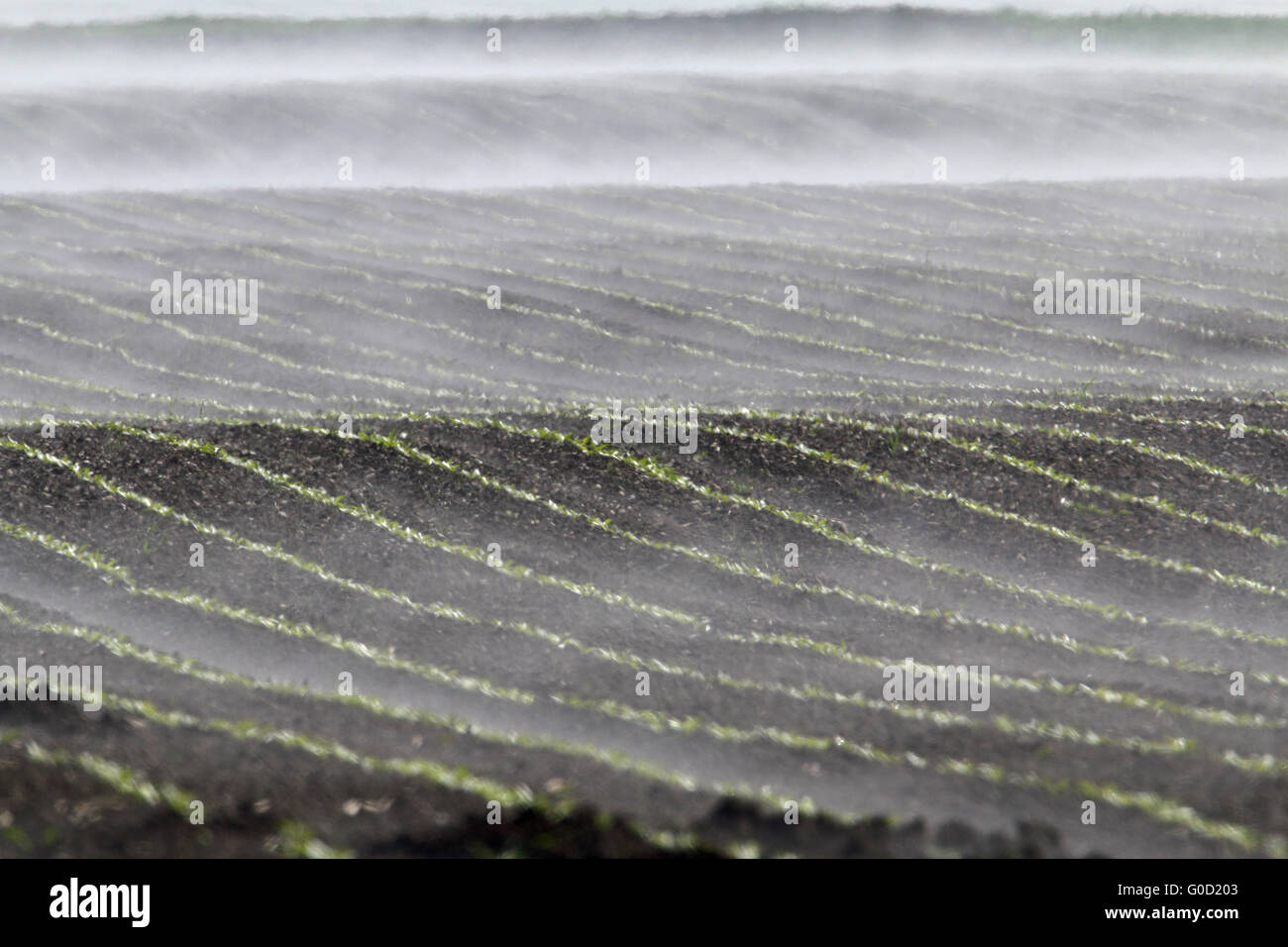 Corn field with ground fog Stock Photo - Alamy