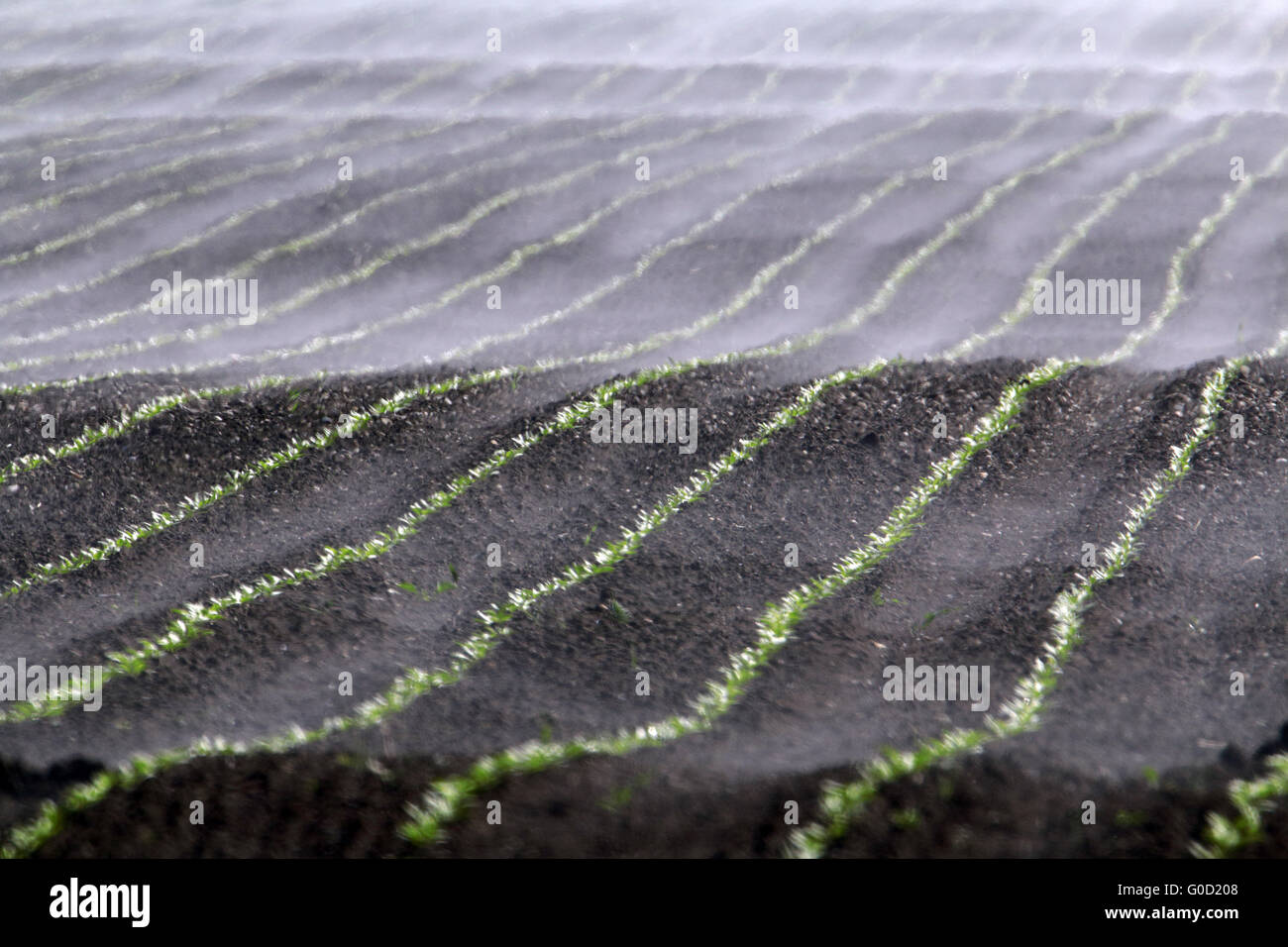 Corn field with ground fog Stock Photo - Alamy