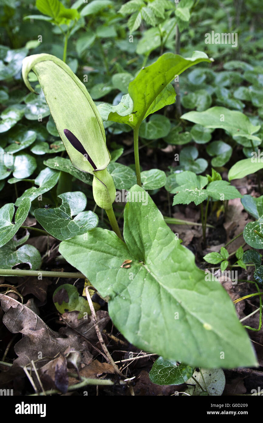 Arum maculatum, cuckoo-pint Stock Photo - Alamy