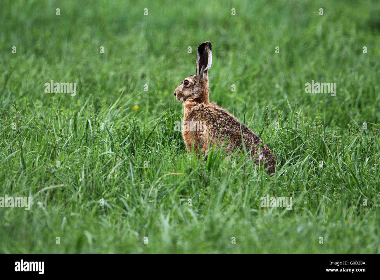 Lepus europaeus, European hare Stock Photo - Alamy