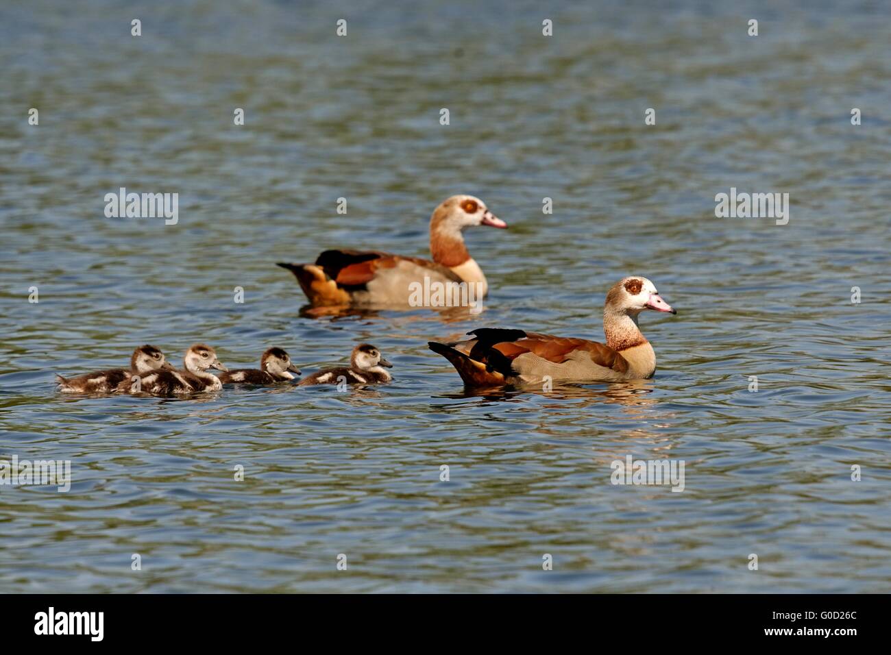 Egyptian goose with kids Stock Photo - Alamy