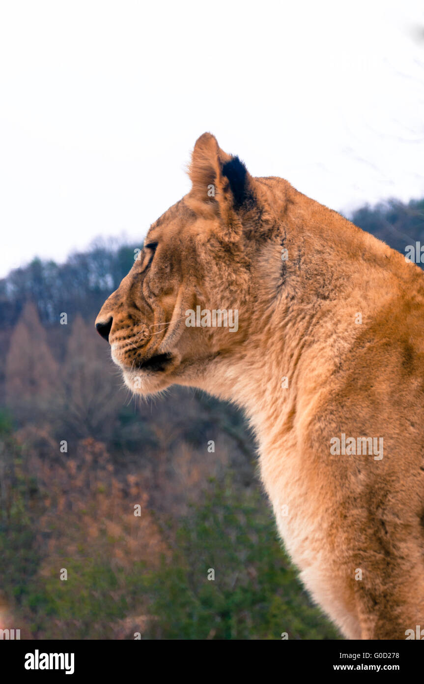 Lion side view hi-res stock photography and images - Alamy
