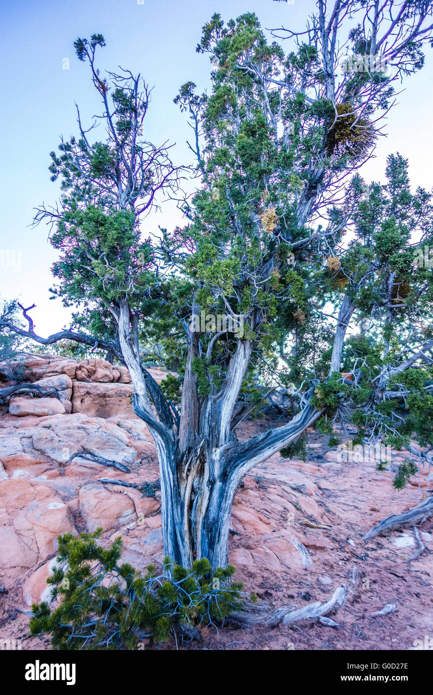 An ancient gnarled juniper tree near Navajo Monument park utah Stock ...