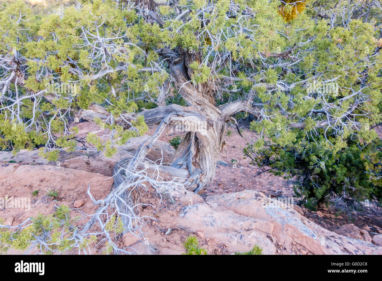 An ancient gnarled juniper tree near Navajo Monument park utah Stock ...