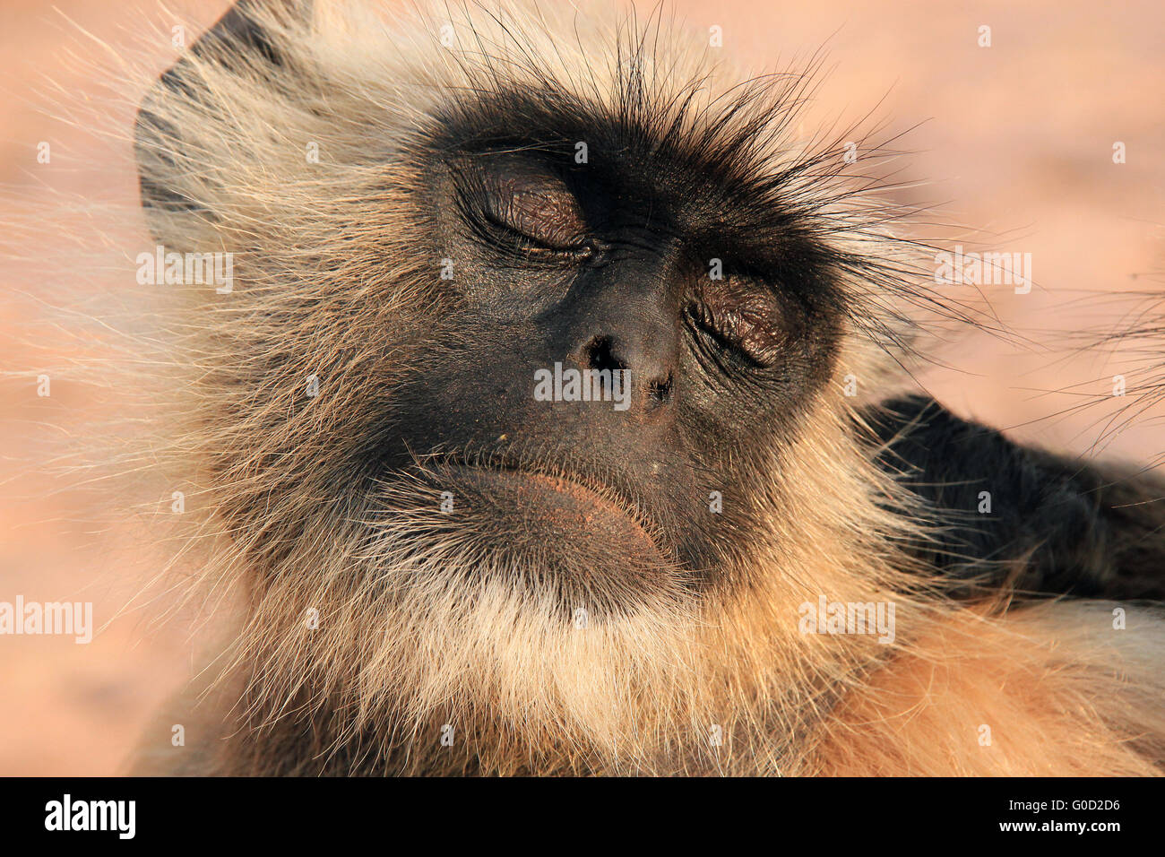 Common langur monkey hi-res stock photography and images - Alamy