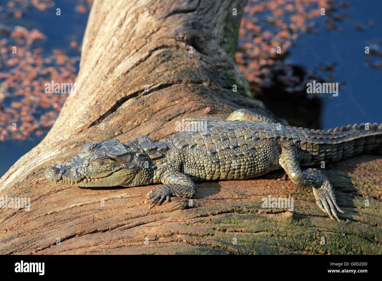 Baby Crocodile Sunbathing Stock Photo - Alamy