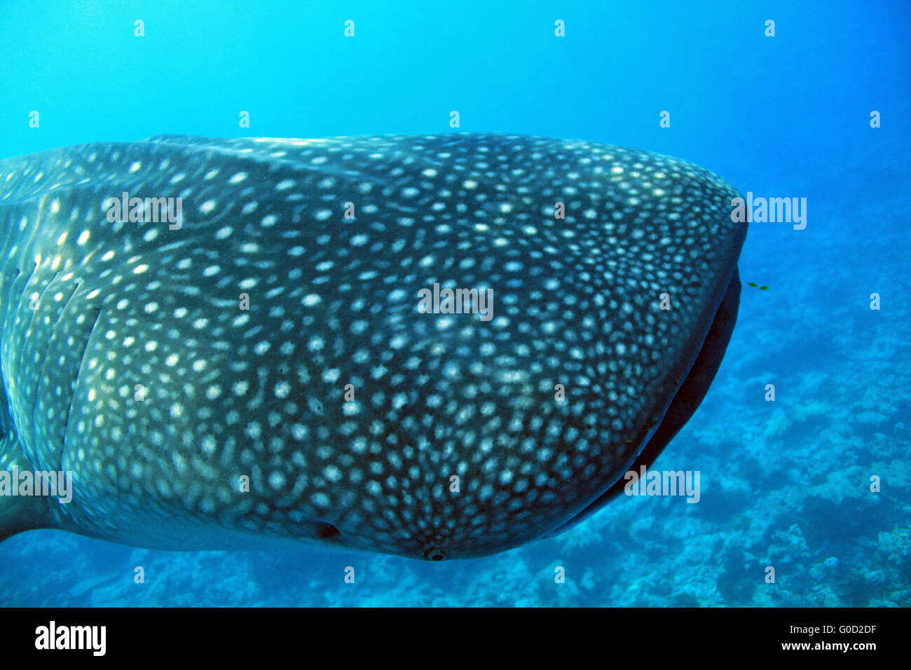 Whale shark from the front hi-res stock photography and images - Alamy