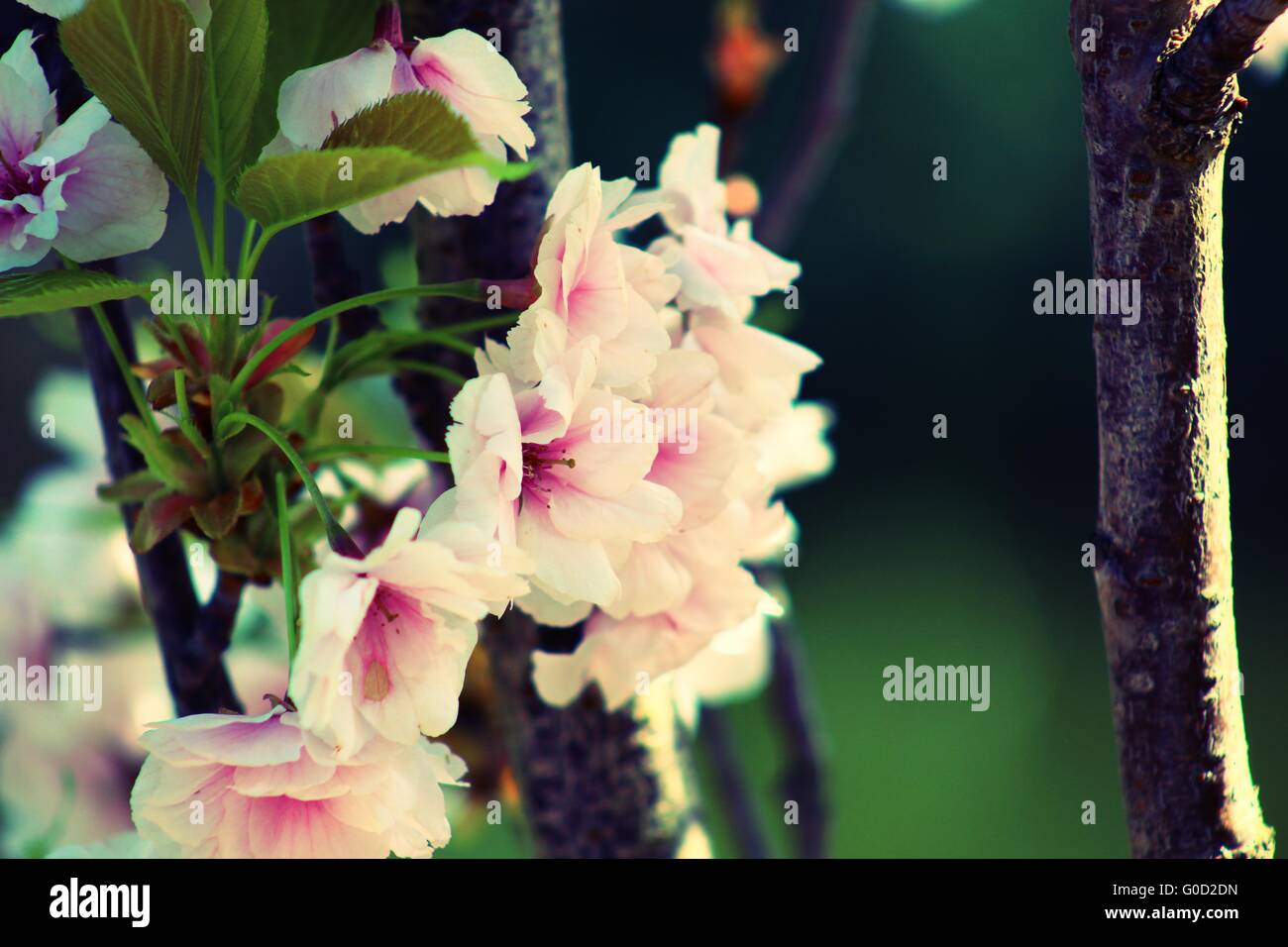 Kirsch symbol hi-res stock photography and images - Alamy