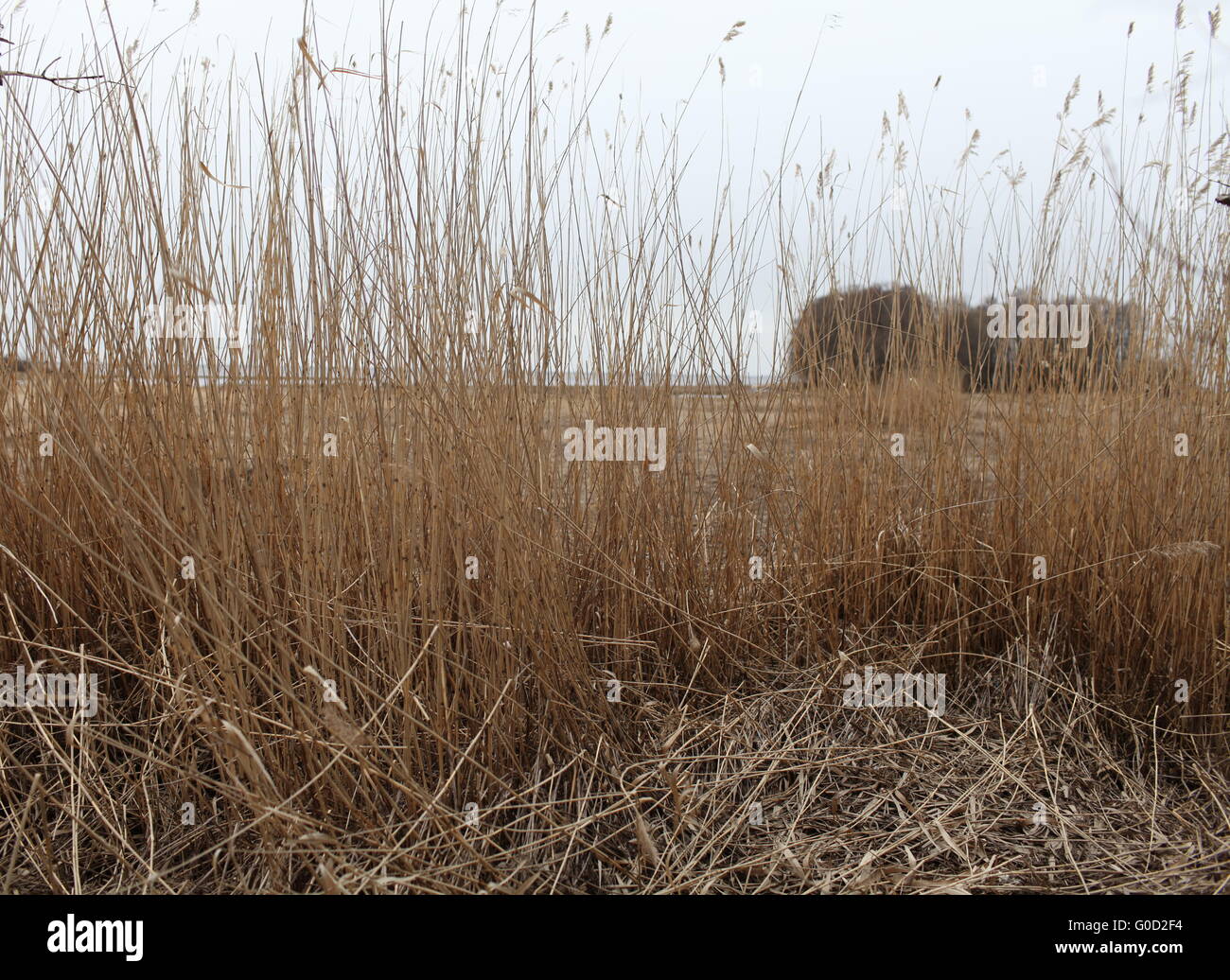 Dry reeds in the wind Stock Photo - Alamy