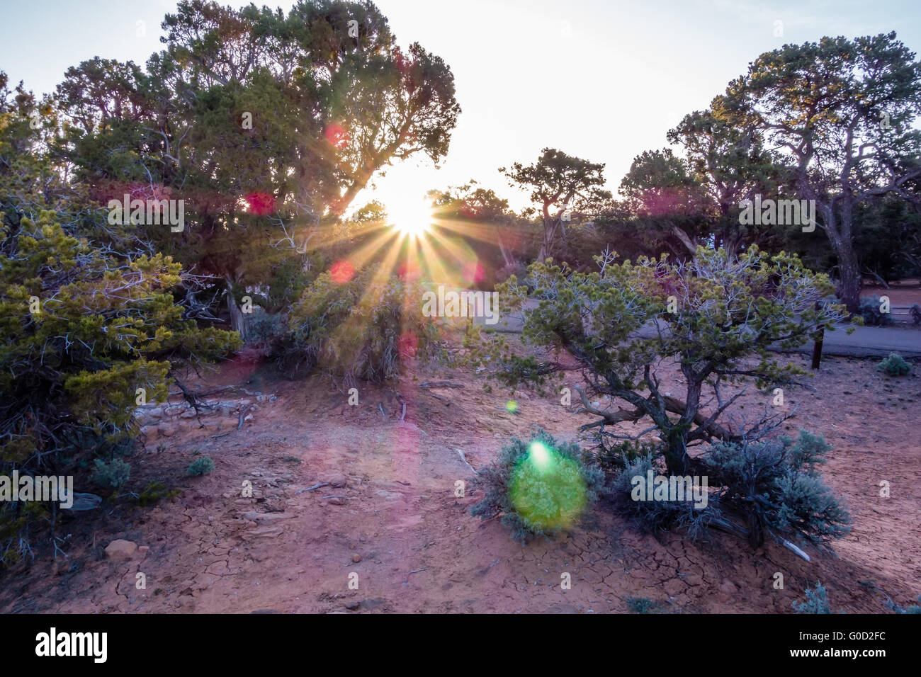 An ancient gnarled juniper tree near Navajo Monument park utah Stock ...