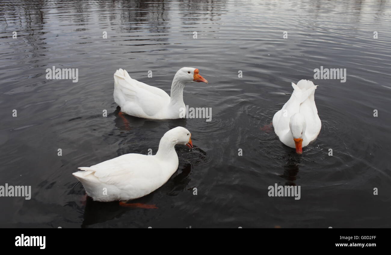 Embden domestic geese Stock Photo - Alamy