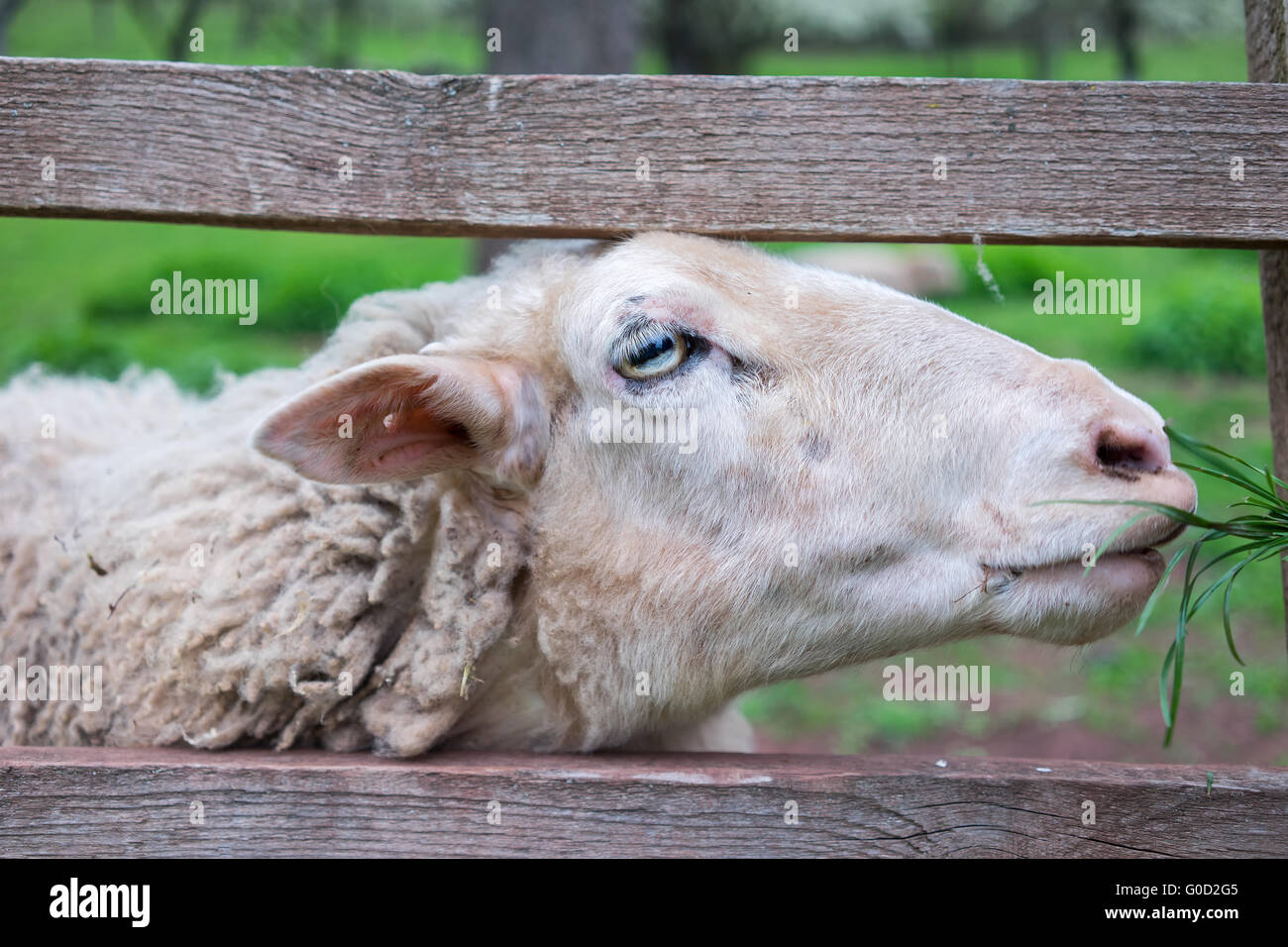 Sheep eye hi-res stock photography and images - Alamy